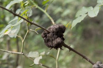 7 Harmful Rose Bush Diseases and How To Cure and Prevent Them ...