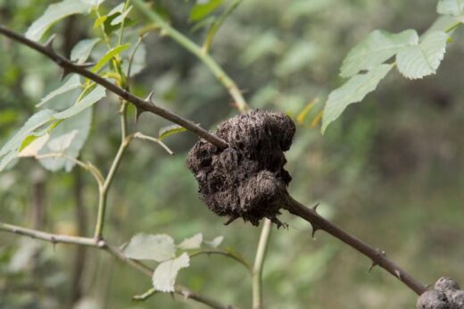 7 Harmful Rose Bush Diseases and How To Cure and Prevent Them ...