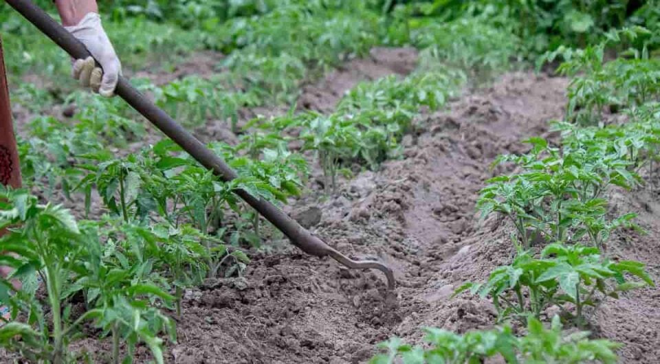 8 of the Best Long-Handled Weeding Tools - Minneopa Orchards