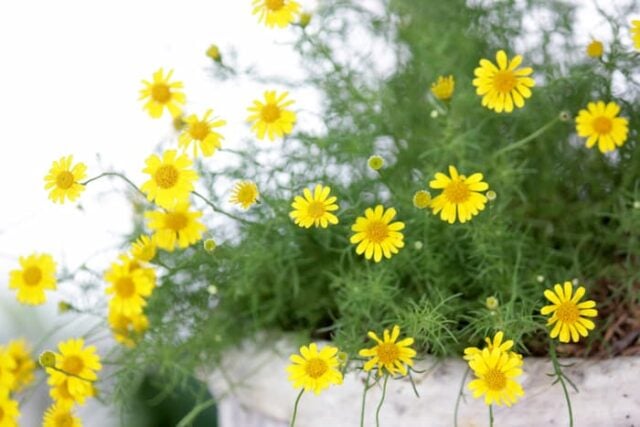 The Dahlberg Daisy - Minneopa Orchards