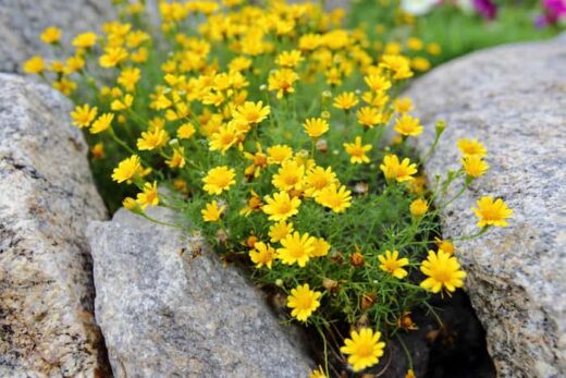 The Dahlberg Daisy - Minneopa Orchards