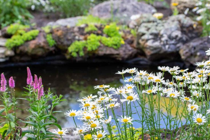 Growing Daisies: 8 Things You Need to Know to Grow Beautiful Daisies ...
