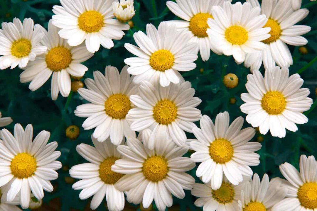 The 9 Best Daisies to Grow in Your Backyard - Minneopa Orchards