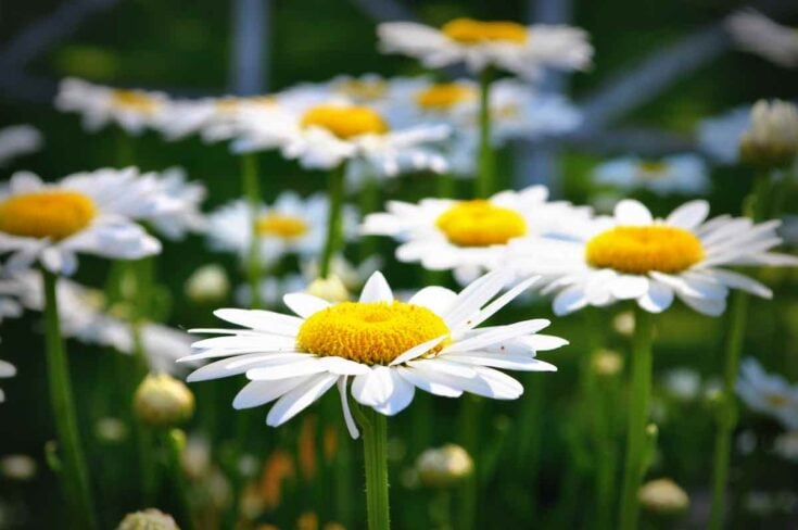 Growing Daisies: 8 Things You Need to Know to Grow Beautiful Daisies ...