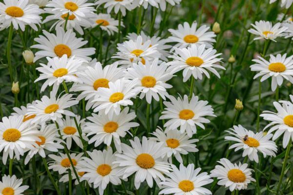 Growing Daisies: 8 Things You Need to Know to Grow Beautiful Daisies ...