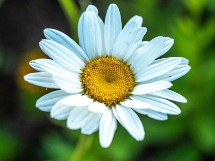 Growing Daisies: 8 Things You Need to Know to Grow Beautiful Daisies ...