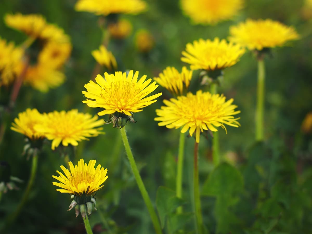 Dandelion - Minneopa Orchards