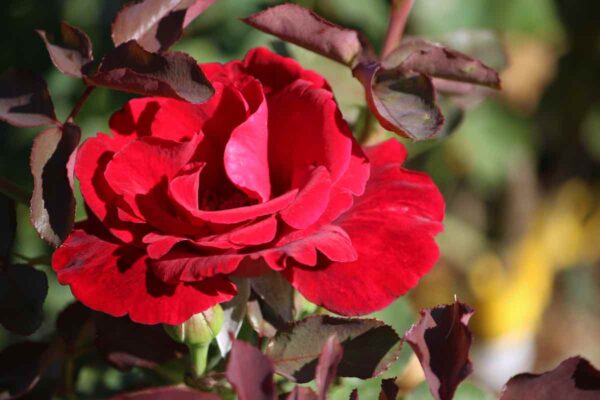 Types of Rose Bushes: 21 Gorgeous Rose Bush Varieties - Minneopa Orchards