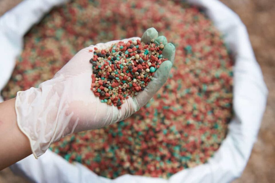 The Complete Guide to Orange Tree Fertilizers - Minneopa Orchards