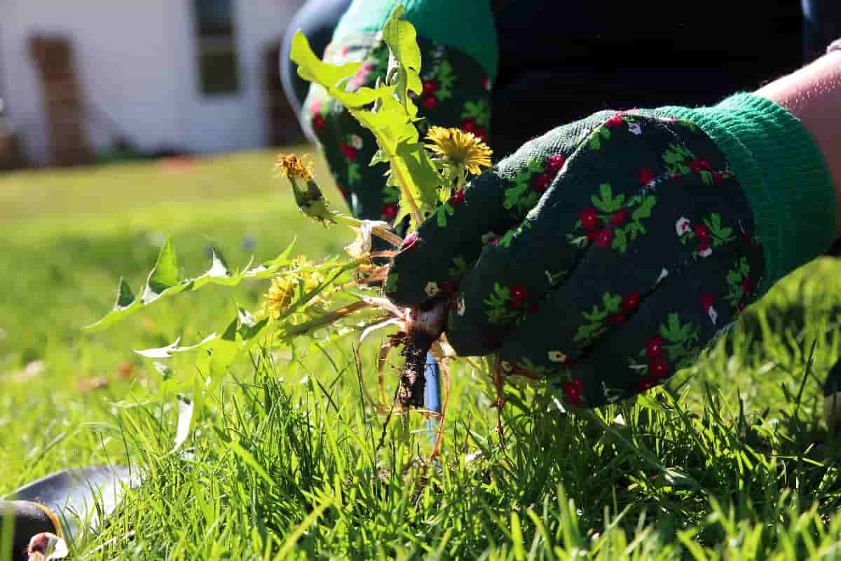 13 of the Best Hand Weeding Tools - Minneopa Orchards