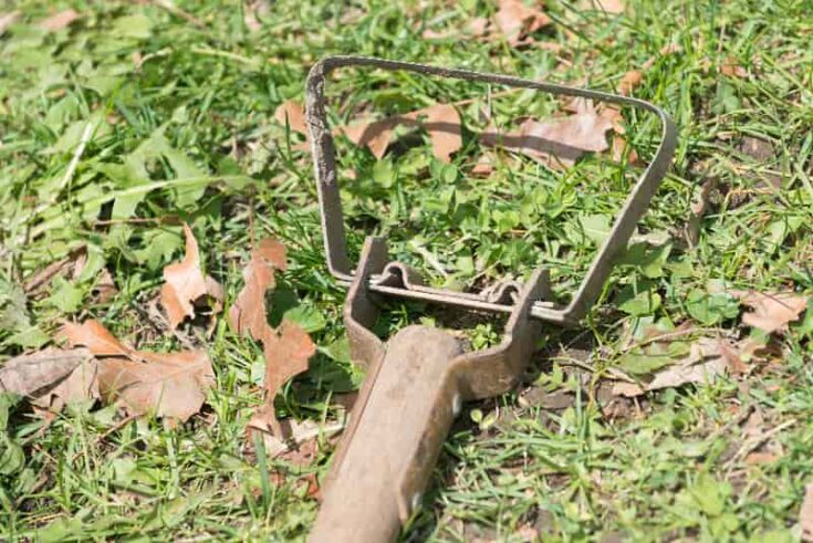 The Complete Guide to Garden Digging Tools - Minneopa Orchards