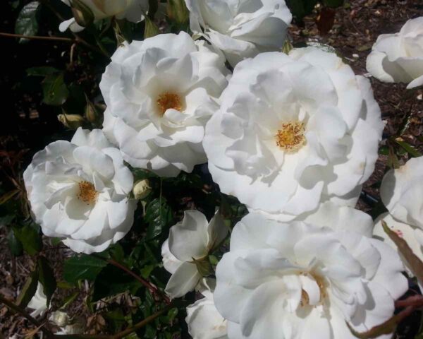 Types of Rose Bushes: 21 Gorgeous Rose Bush Varieties - Minneopa Orchards