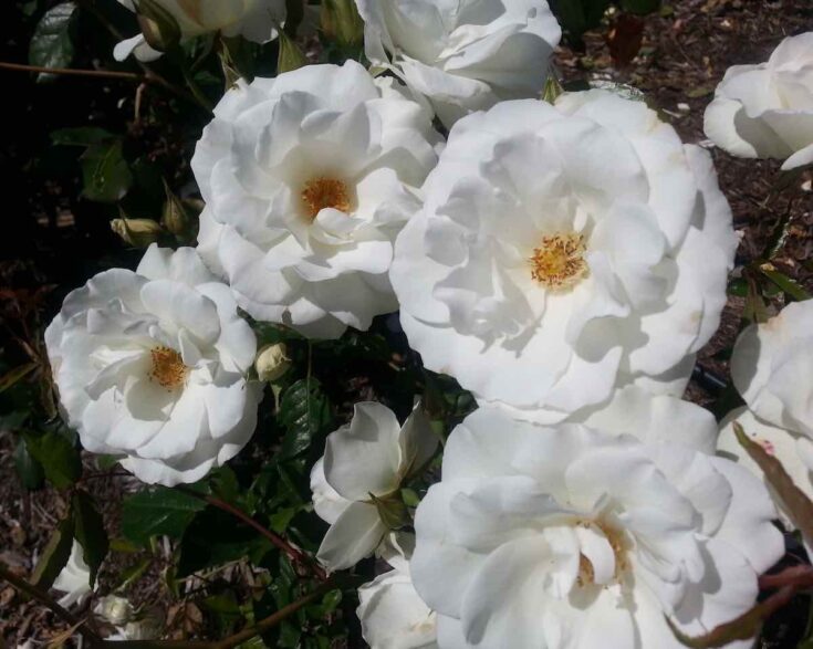 Types of Rose Bushes: 21 Gorgeous Rose Bush Varieties - Minneopa Orchards