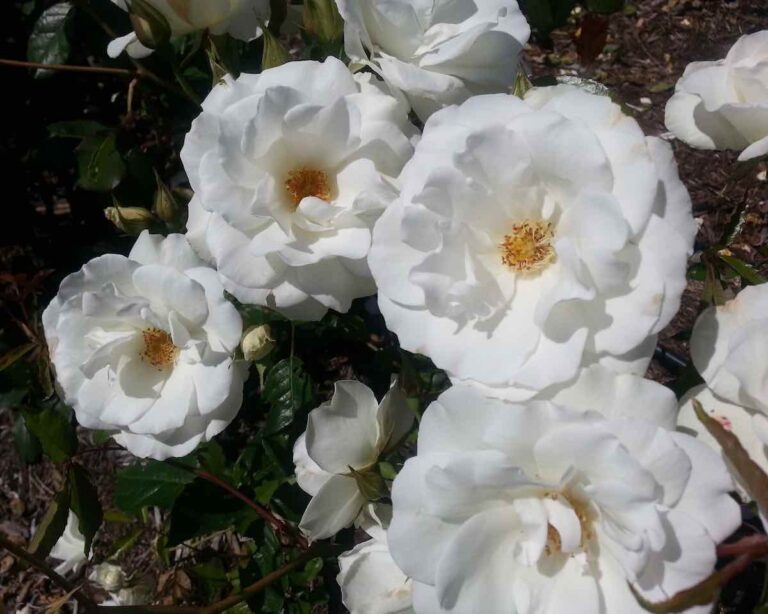 Types of Rose Bushes: 21 Gorgeous Rose Bush Varieties - Minneopa Orchards