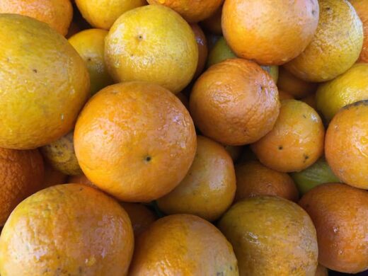 The Jaffa Orange - Minneopa Orchards
