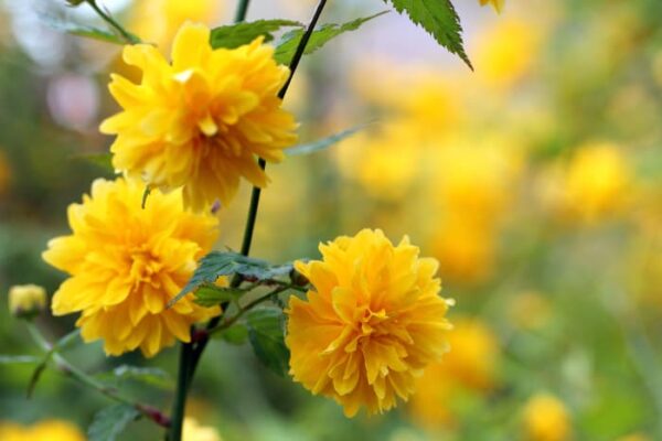 The Japanese Rose - Minneopa Orchards