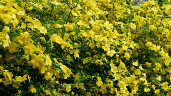 The Japanese Rose - Minneopa Orchards