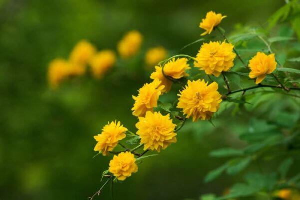 The Japanese Rose - Minneopa Orchards