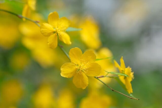 The Japanese Rose - Minneopa Orchards
