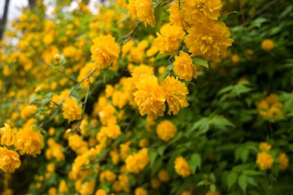 The Japanese Rose - Minneopa Orchards