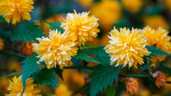 The Japanese Rose - Minneopa Orchards