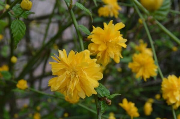 The Japanese Rose - Minneopa Orchards