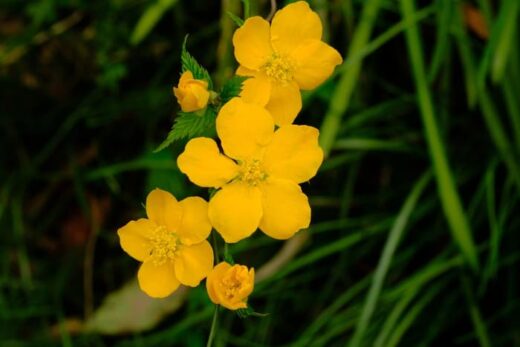 The Japanese Rose - Minneopa Orchards