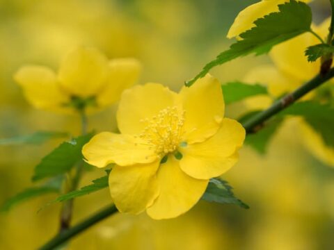 The Japanese Rose - Minneopa Orchards