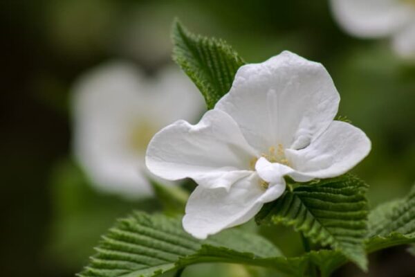 The Japanese Rose - Minneopa Orchards