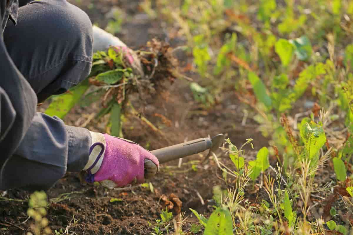 13 of the Best Hand Weeding Tools - Minneopa Orchards