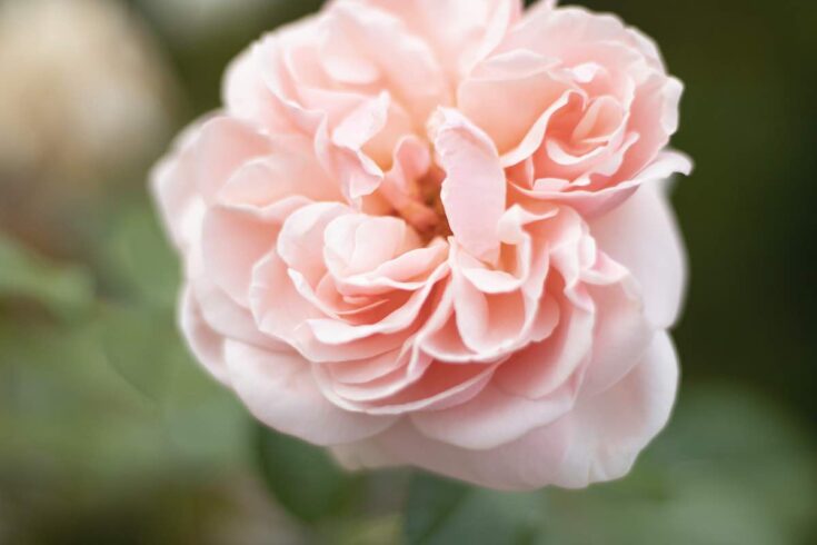 Types of Rose Bushes: 21 Gorgeous Rose Bush Varieties - Minneopa Orchards