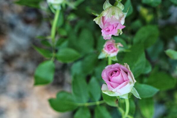 The Angel Face Rose - Minneopa Orchards