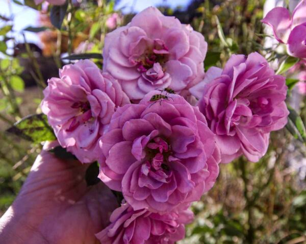 Types of Rose Bushes: 21 Gorgeous Rose Bush Varieties - Minneopa Orchards