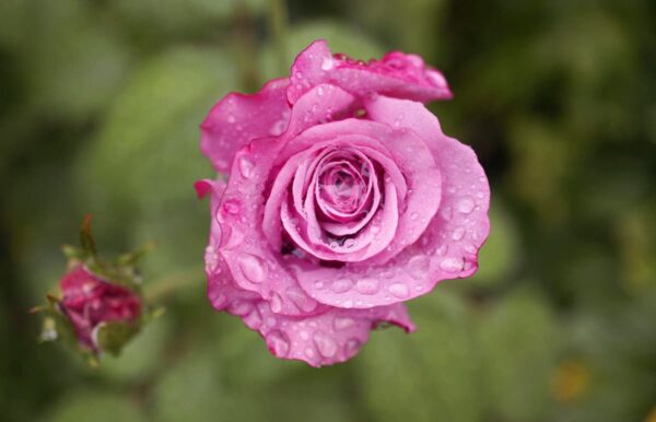 The Angel Face Rose - Minneopa Orchards