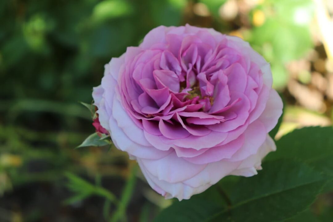 The Angel Face Rose - Minneopa Orchards