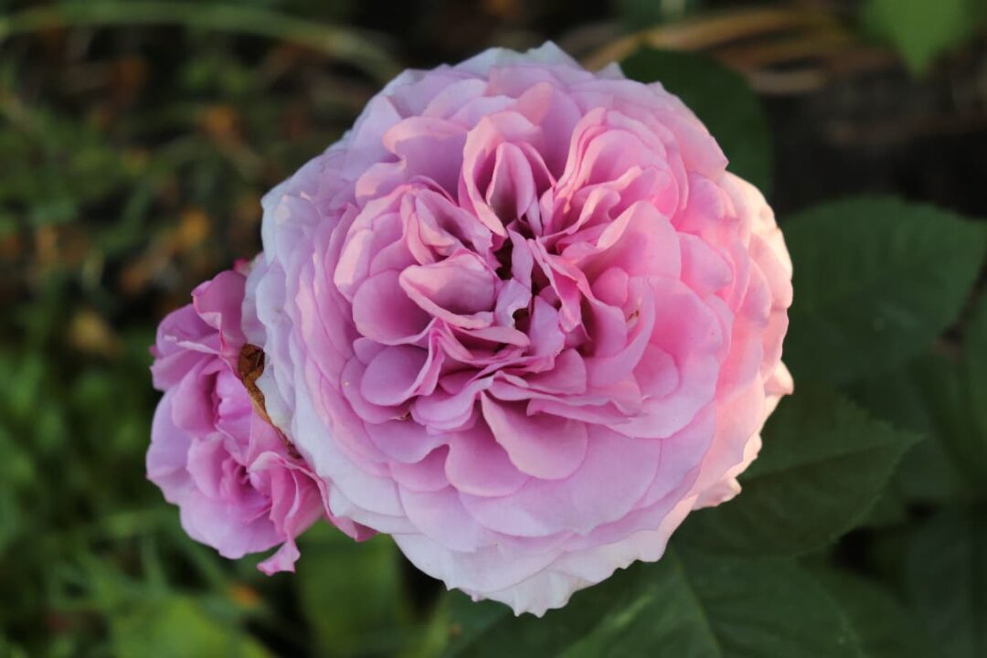 The Angel Face Rose - Minneopa Orchards