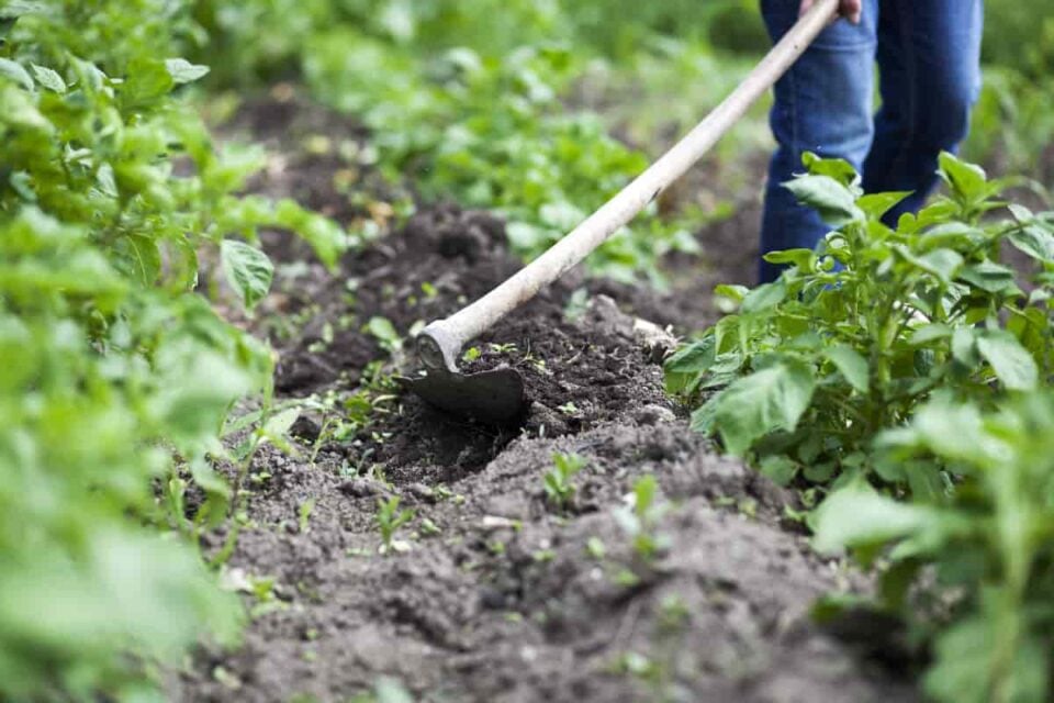13 of the Best Hand Weeding Tools - Minneopa Orchards