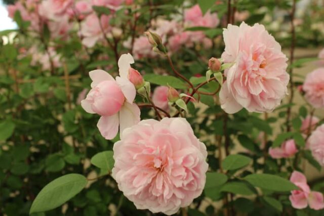 Planting Bare Root Roses - Minneopa Orchards