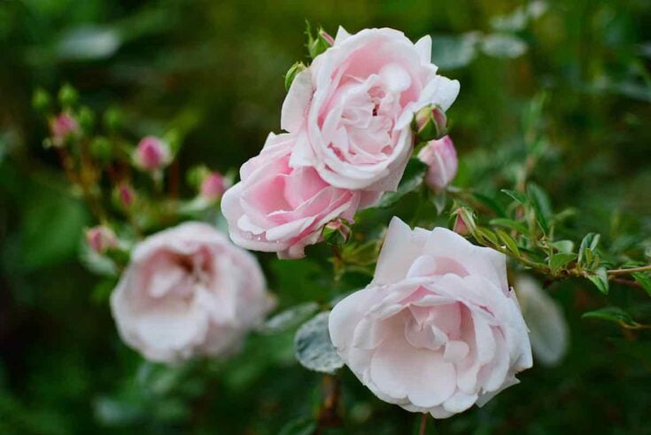 Types of Rose Bushes: 21 Gorgeous Rose Bush Varieties - Minneopa Orchards