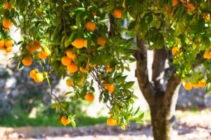 The Jaffa Orange - Minneopa Orchards