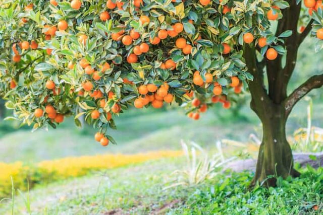How to Grow an Orange Tree - Minneopa Orchards