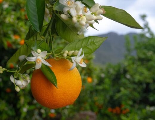 The Jaffa Orange - Minneopa Orchards