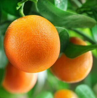 How to Grow an Orange Tree - Minneopa Orchards