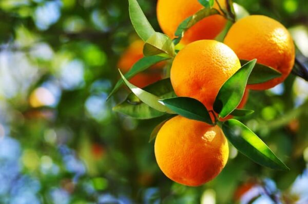 How to Prune an Orange Tree - Minneopa Orchards