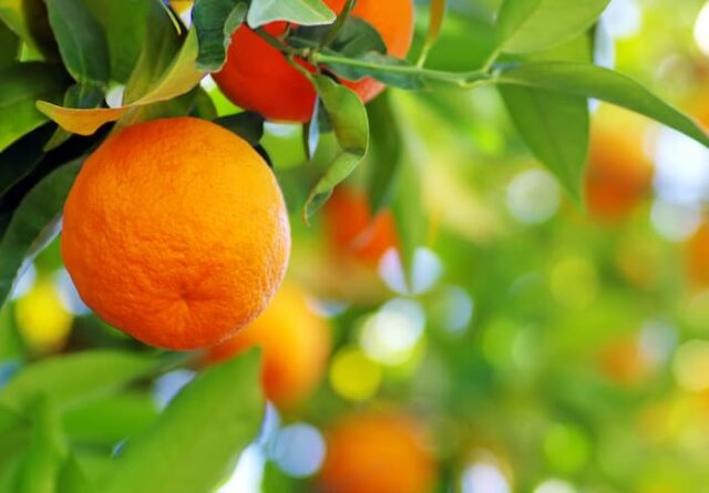 The Jaffa Orange - Minneopa Orchards