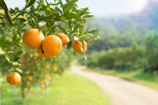 The Jaffa Orange - Minneopa Orchards