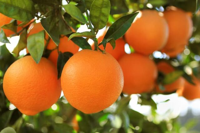 How to Prune an Orange Tree - Minneopa Orchards