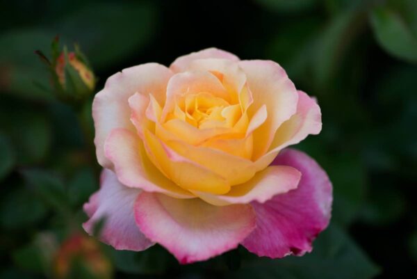Types of Rose Bushes: 21 Gorgeous Rose Bush Varieties - Minneopa Orchards