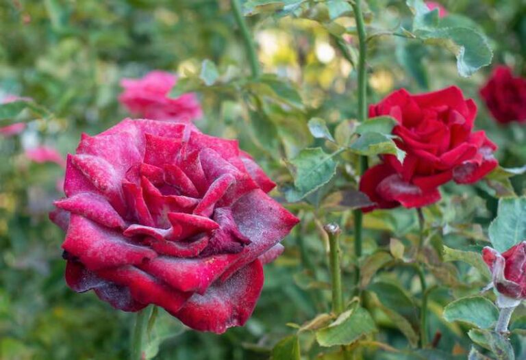 7 Harmful Rose Bush Diseases and How To Cure and Prevent Them ...