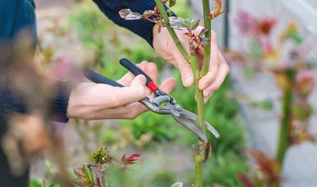 The Complete Guide to Pruning Roses in 5 Easy Steps - Minneopa Orchards